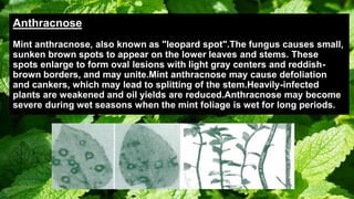 Mint Presentation | PPTX