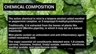 Mint Presentation | PPTX