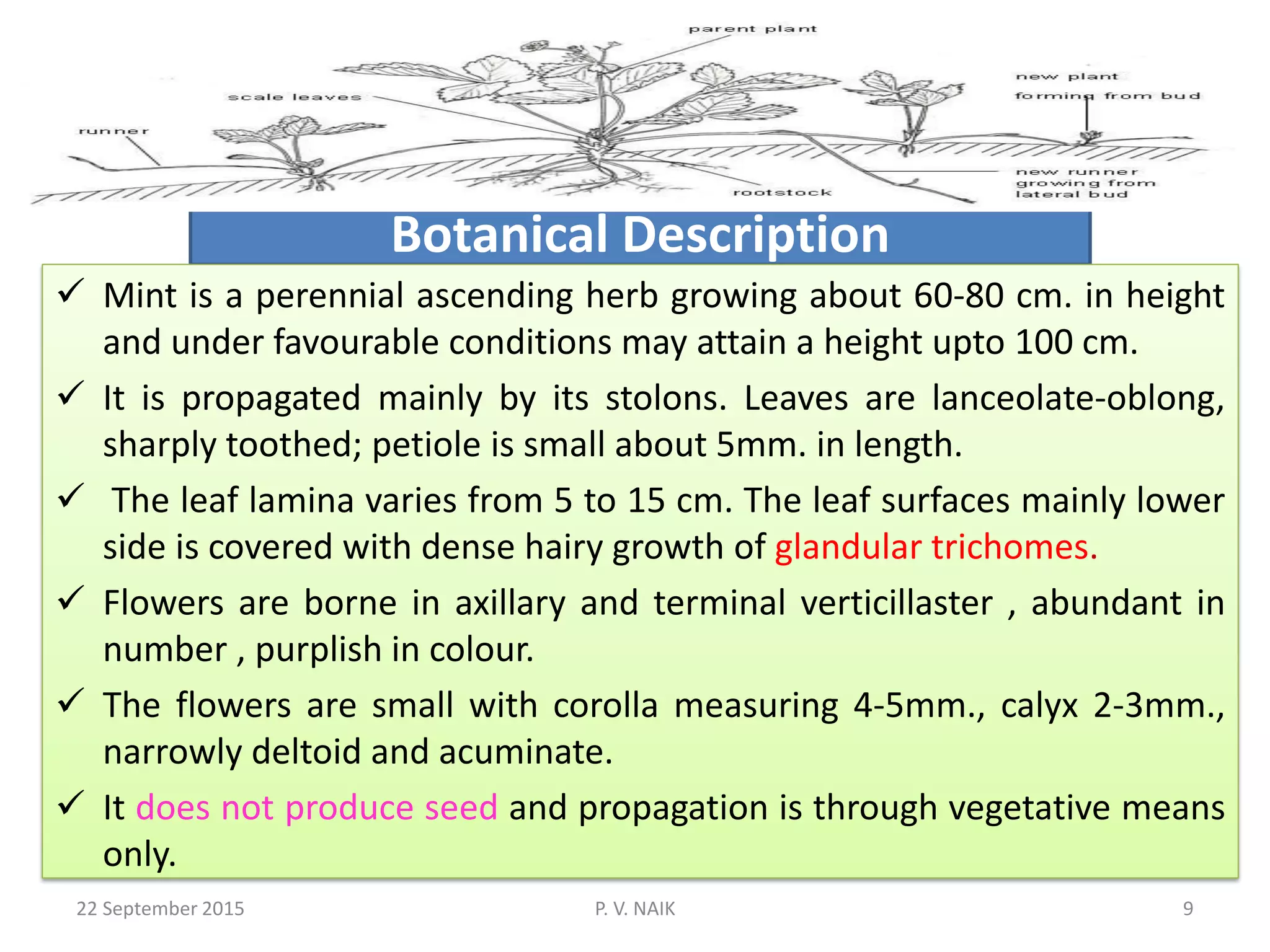 Mint ppt | PDF