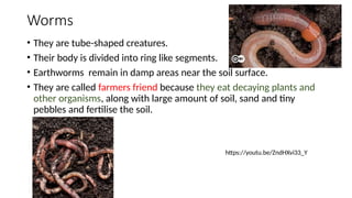 Minute Creatures evs chapter4 grade3.pptx