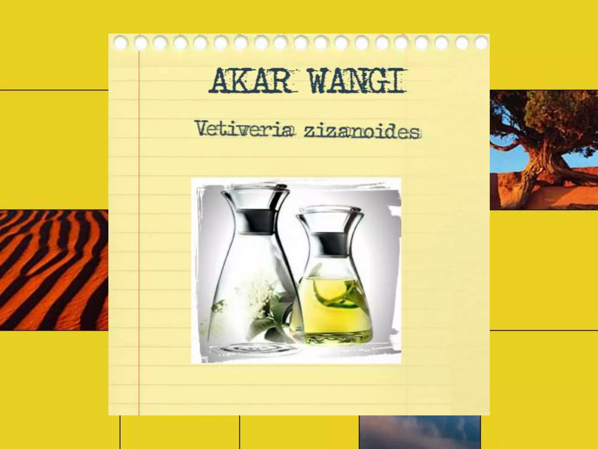 Minyak akar wangi | PPTX