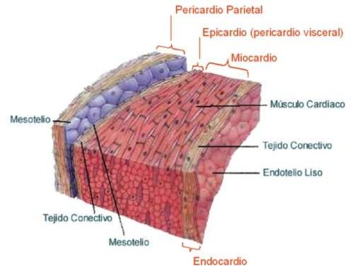 Miocarditis