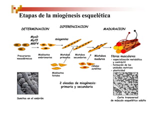 Miogenesis Y Diversidad Muscular Pdf