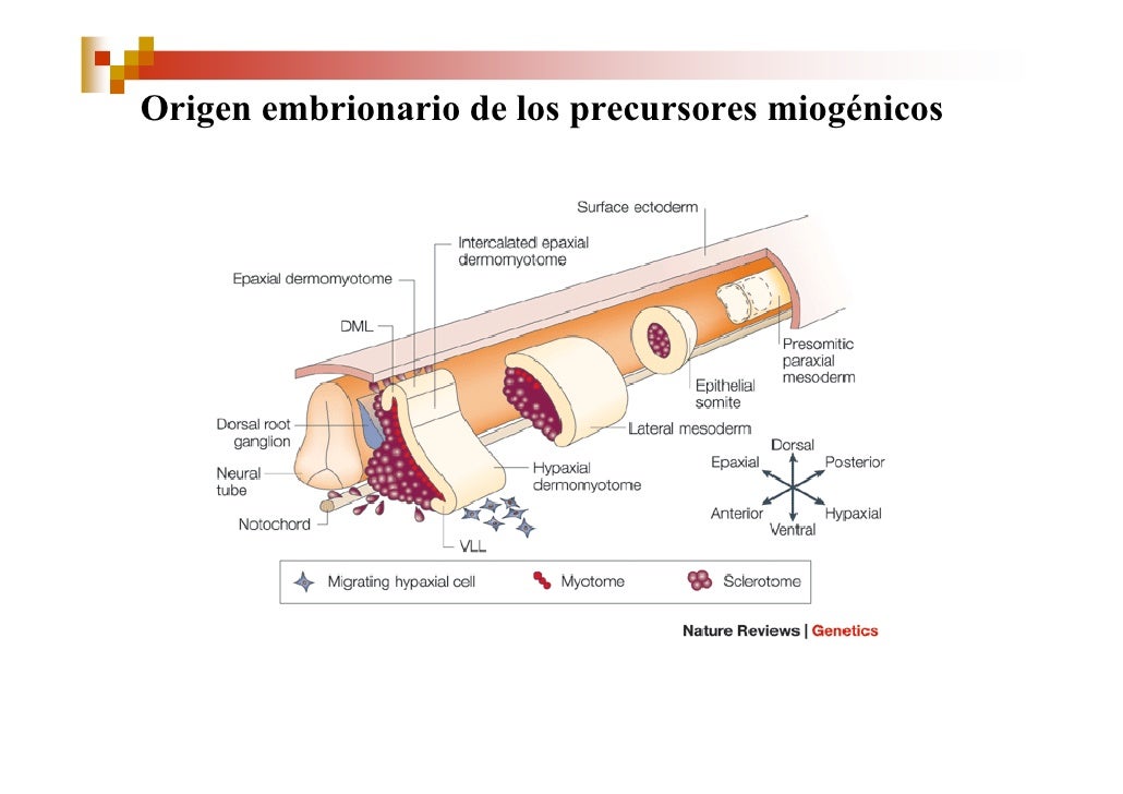 Miogenesis y diversidad muscular
