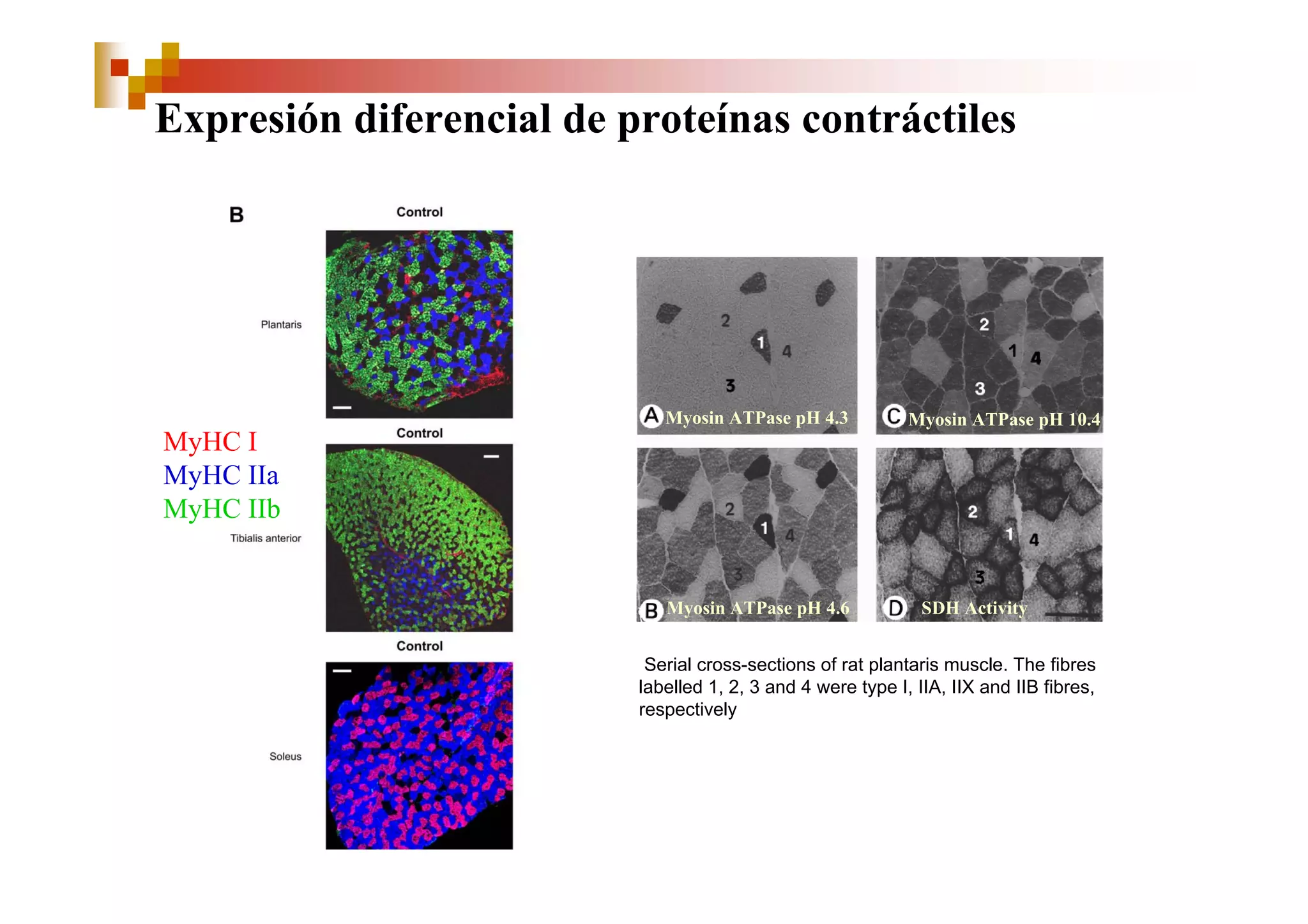 Miogenesis tipos de fibra 2010 | PDF