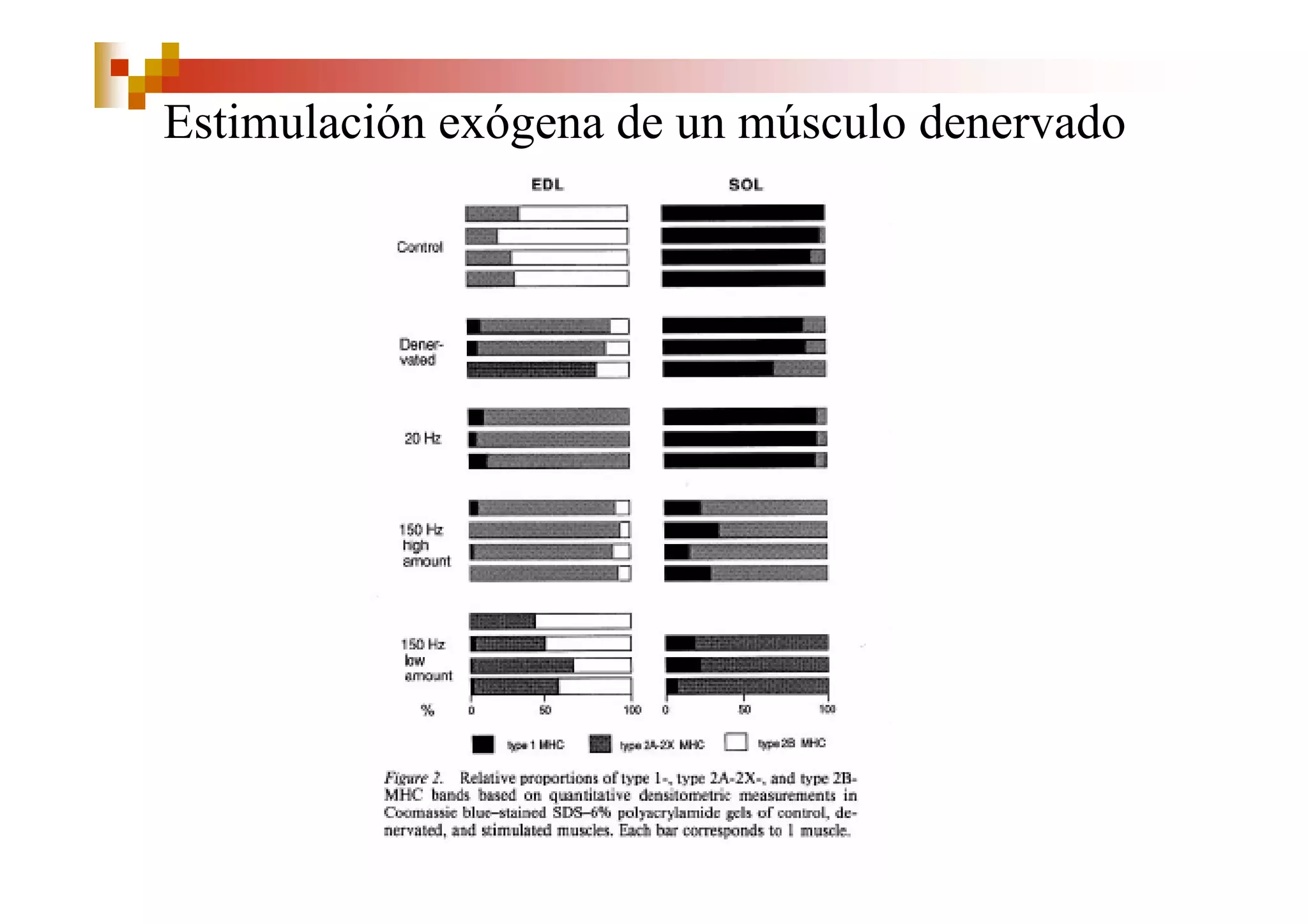 Miogenesis tipos de fibra 2010 | PPT