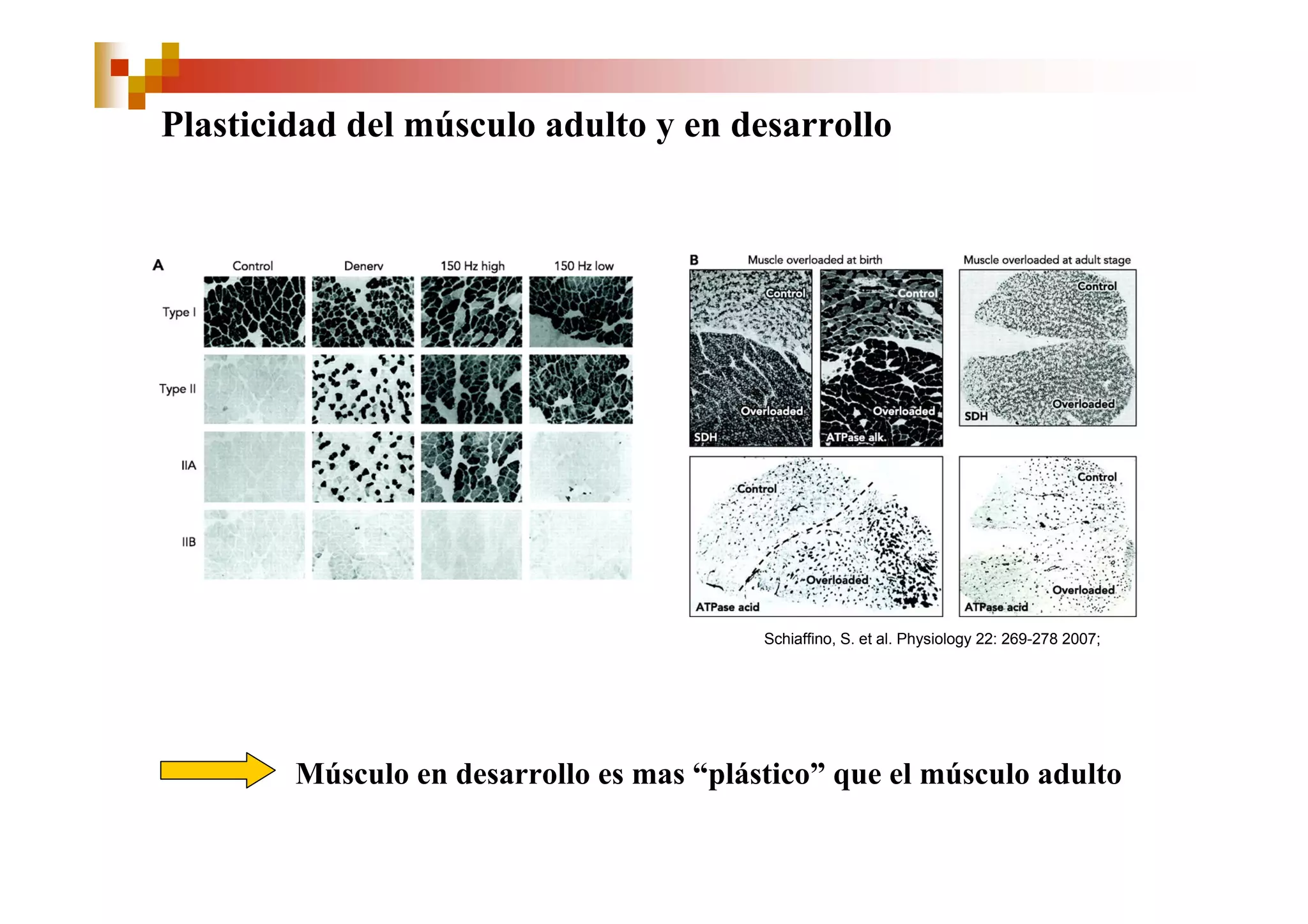 Miogenesis tipos de fibra 2010 | PPT