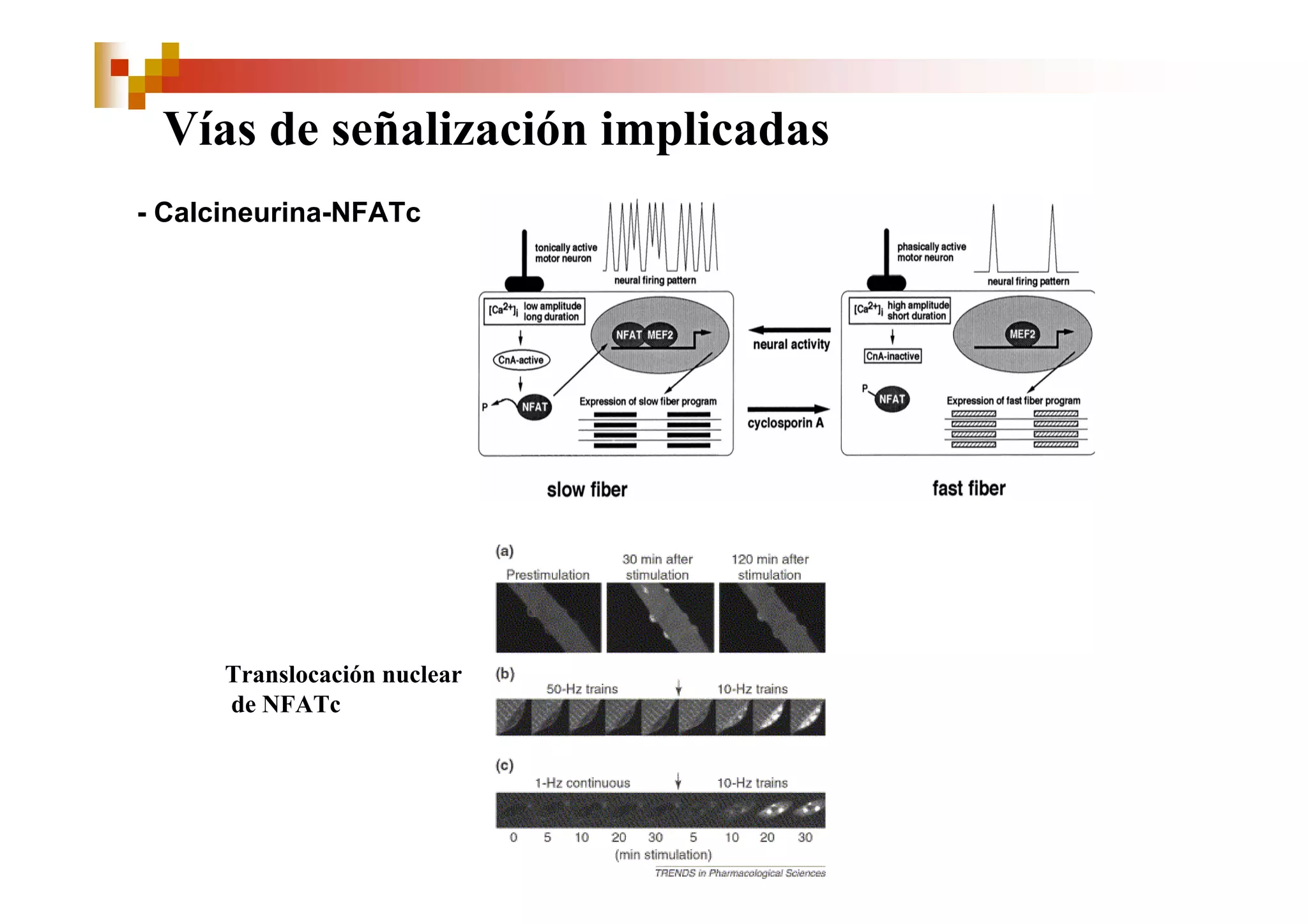Miogenesis tipos de fibra 2010 | PPT