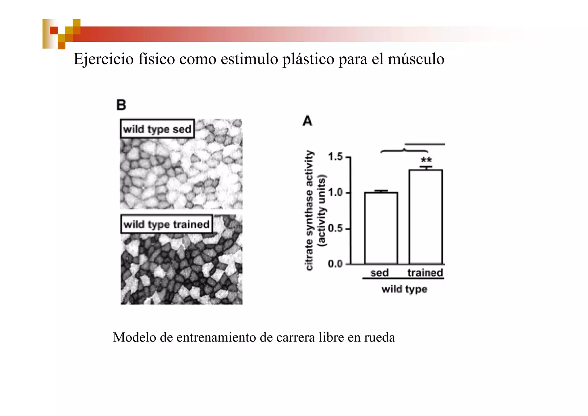 Miogenesis tipos de fibra 2010 | PPT