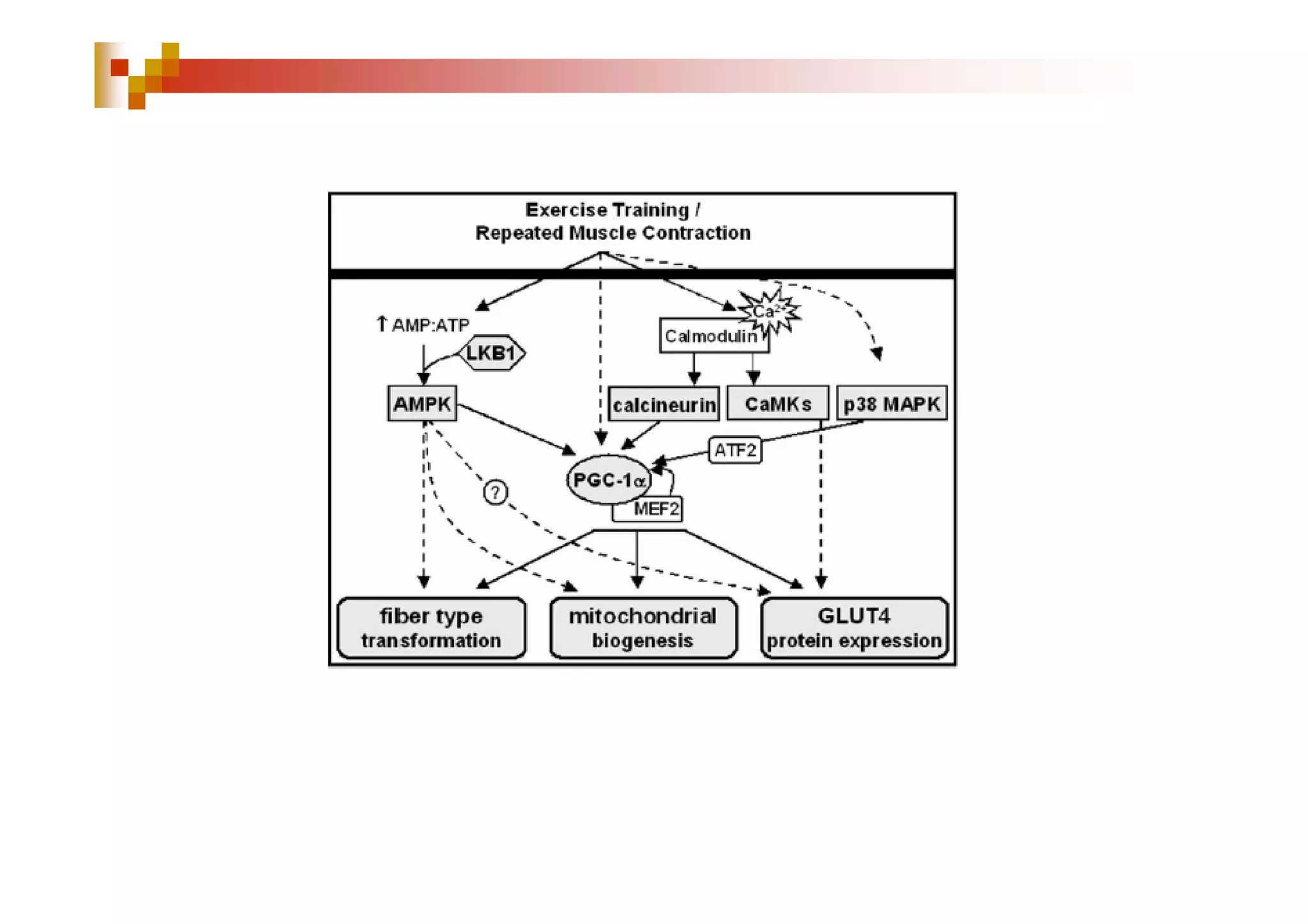 Miogenesis tipos de fibra 2010 | PPT