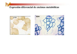 Miogenesis tipos de fibra 2010 | PDF