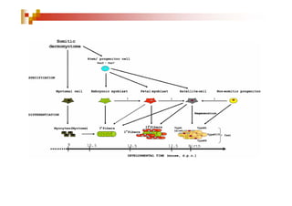 Miogenesis tipos de fibra 2010 | PDF