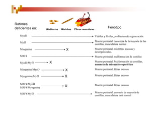 Miogenesis tipos de fibra 2010 | PDF