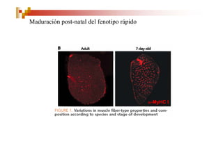 Miogenesis tipos de fibra 2010 | PDF