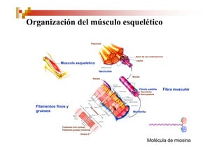 Miogenesis tipos de fibra 2010 | PDF