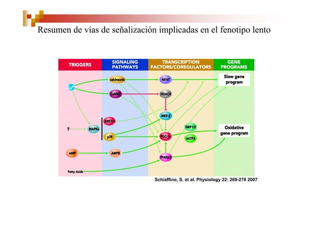 Miogenesis tipos de fibra 2010 | PPT