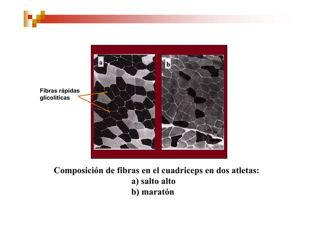 Miogenesis tipos de fibra 2010 | PPT