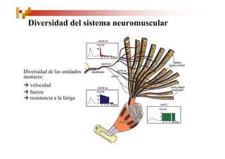Miogenesis tipos de fibra 2010 | PDF