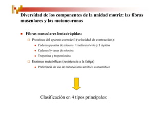 Miogenesis tipos de fibra 2010 | PDF