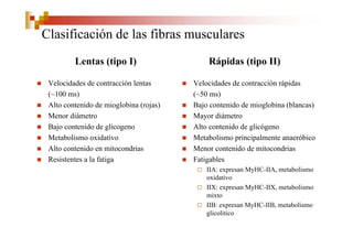 Miogenesis tipos de fibra 2010 | PDF