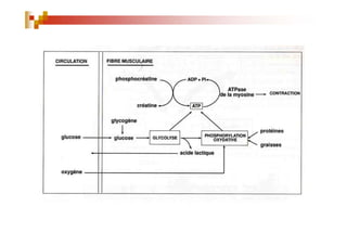 Miogenesis tipos de fibra 2010 | PDF