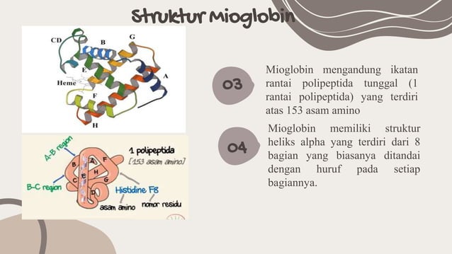 MIOGLOBIN HEMOGLOBIN- KELOMPOK 2.pptx