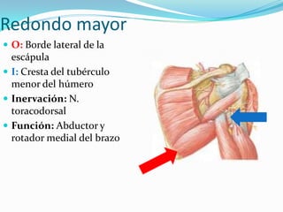 Miología de miembro superior | PPTX