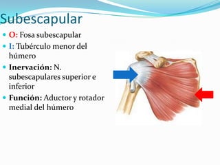 Miología de miembro superior | PPTX