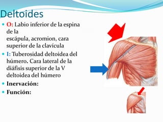 Miología de miembro superior | PPTX
