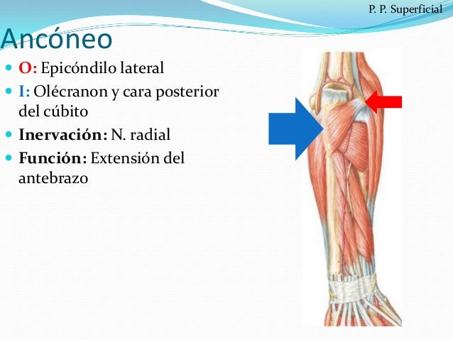 Miología de miembro superior