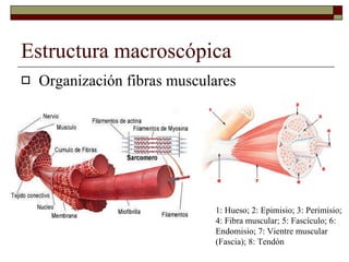Miologia | PPT
