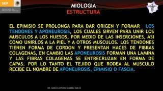 MIOLOGIA(Anatomia) funciones,tipos de musculos y estructura de estos | PDF