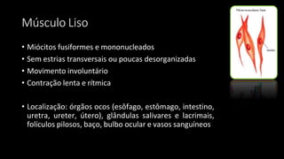 MIOLOGIA-ANATOMMIA HUMANA.pDRDRDDDDDDDptx | PPT
