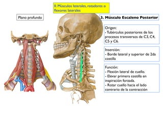 Miologia del-cuello | PDF