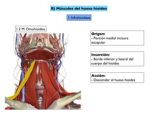 Miologia del-cuello | PDF