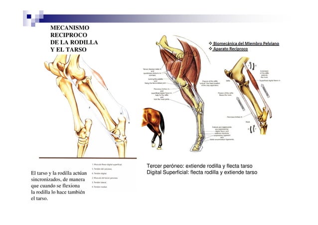 Miologia Apendicular Equino UST.pdf