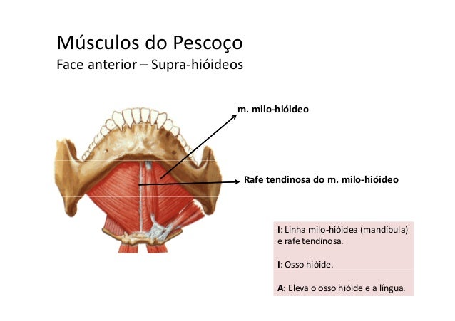 Miologia cabeça e pescoço