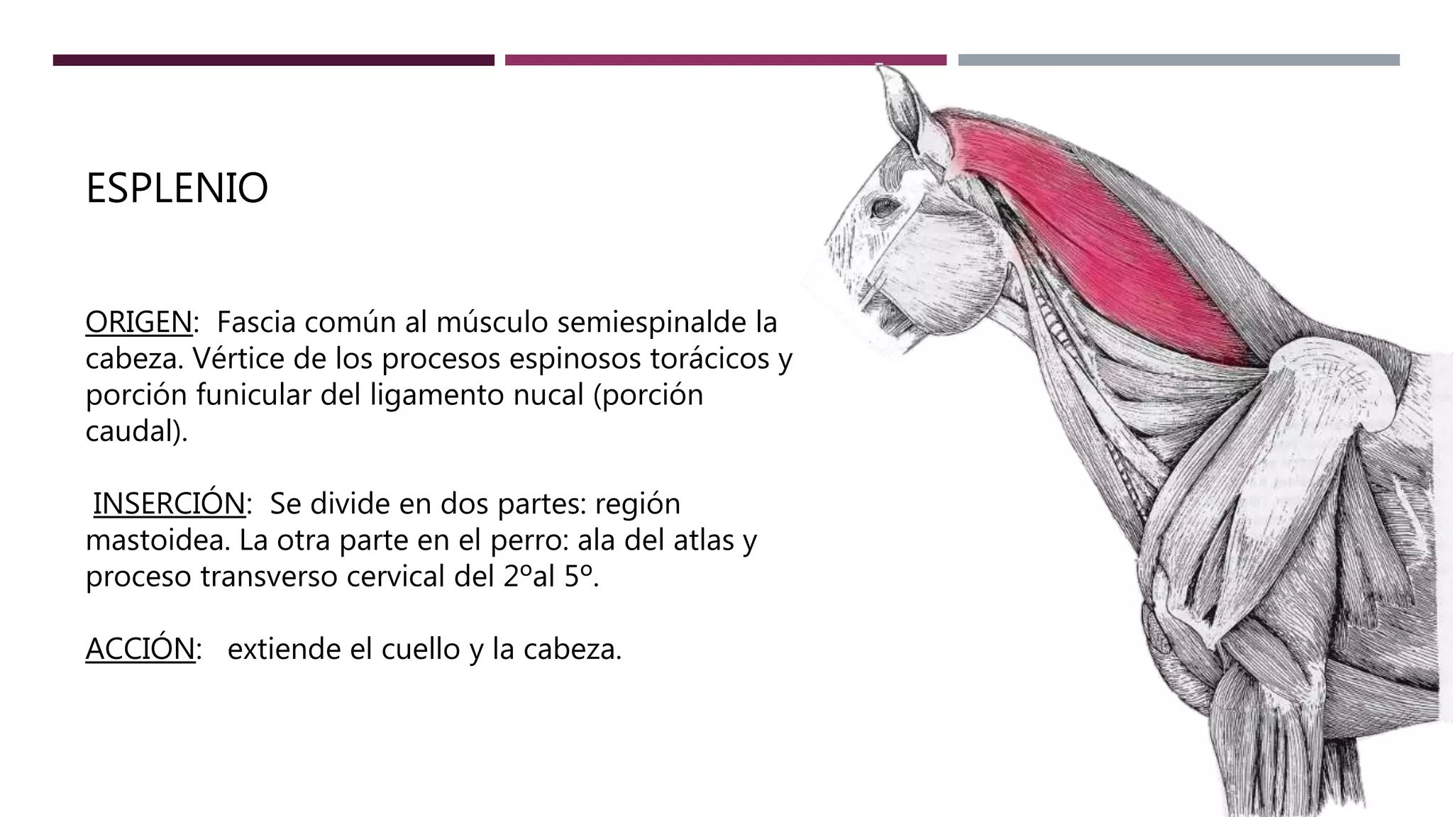 Miologia de cuelllo de equino | PPTX