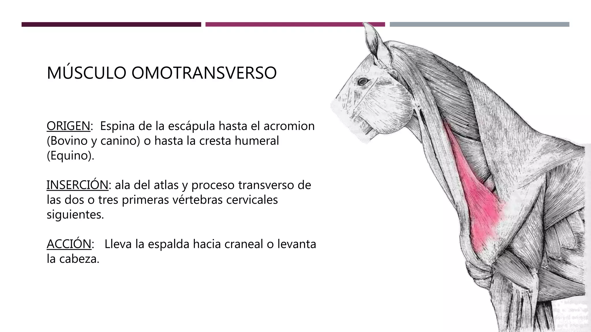Miologia de cuelllo de equino | PPTX