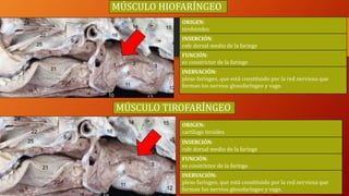 Miologia de la cabeza 1 b | PPTX