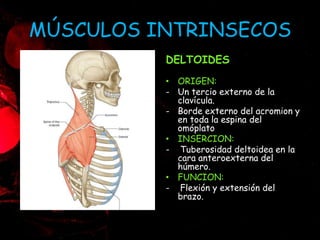 Miologia del miembro superior | PPTX