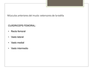 MIOLOGIA DE MUSLO.pptx