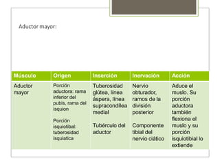 MIOLOGIA DE MUSLO.pptx
