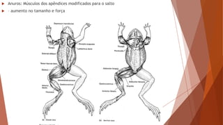 Miologia – estudos dos músculos em ANATOMIA COMPARADA | PPTX