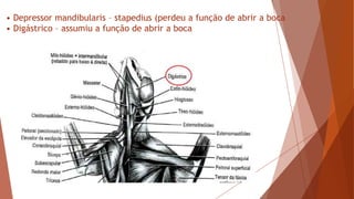 Miologia – estudos dos músculos em ANATOMIA COMPARADA | PPTX