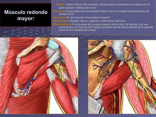 Miologia hombro enfermeria PARA ALUMNOS | PPT