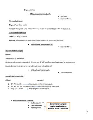 Miologia miembro superior | DOCX
