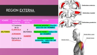 ANATOMIA - MIOLOGIA DEL MIEMBRO SUPERIOR DEOL CUERPO HUMANO | PPTX