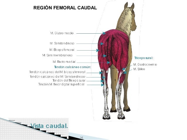 Miologia region del muslo del equino