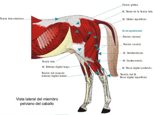 Miologia region del muslo del equino